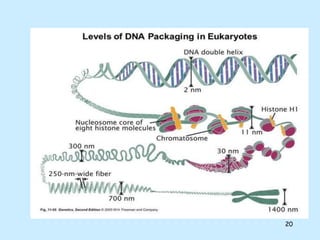Structure of Nucleic acids | PPT