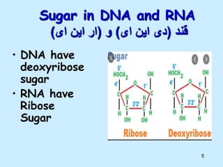 Structure of Nucleic acids | PPT | Chemistry | Science