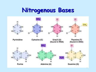 Structure of Nucleic acids | PPT