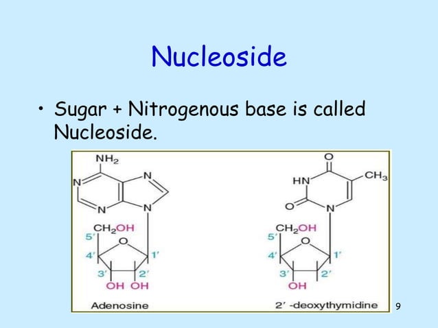 Structure of Nucleic acids | PPT | Chemistry | Science