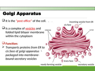 Cell Biology and functions of organelles | PPTX