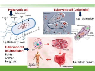 Cell Biology and functions of organelles | PPTX