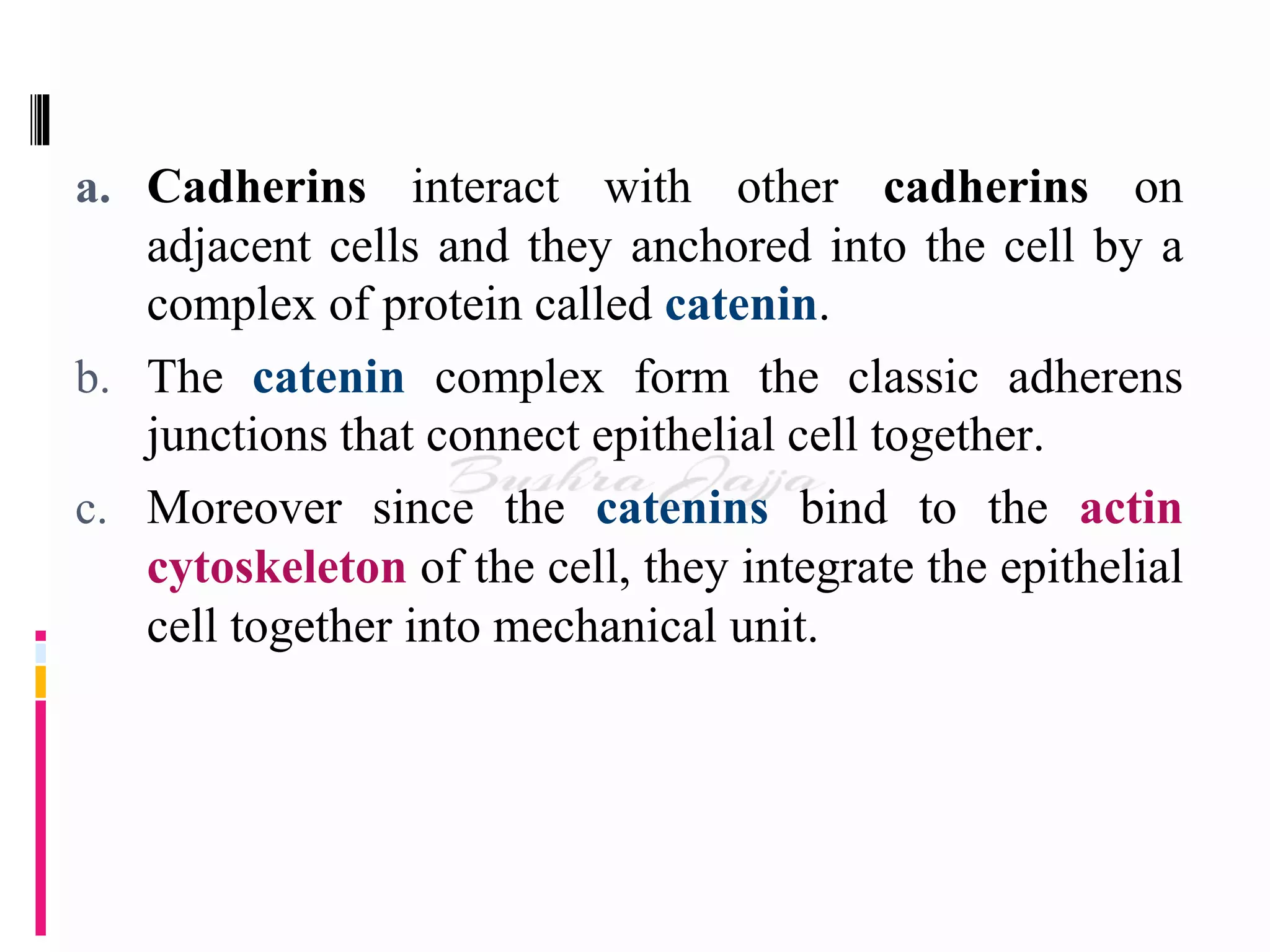 Cell cell adhesion | PPTX
