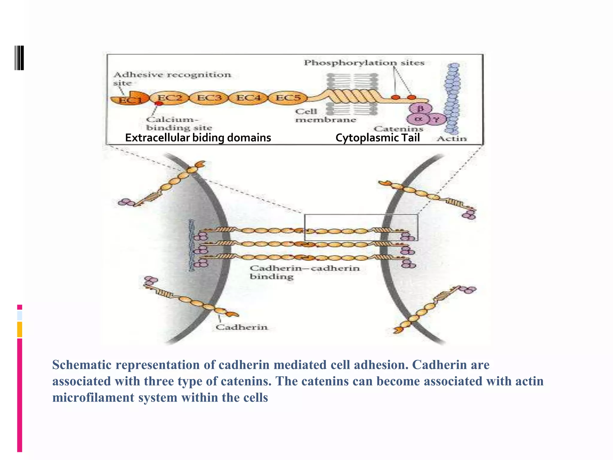 Cell cell adhesion | PPTX