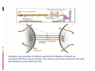 Cell cell adhesion | PPTX