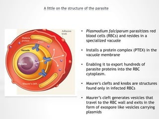 Cell cell communication between malaria-infected red blood cells via | PPT