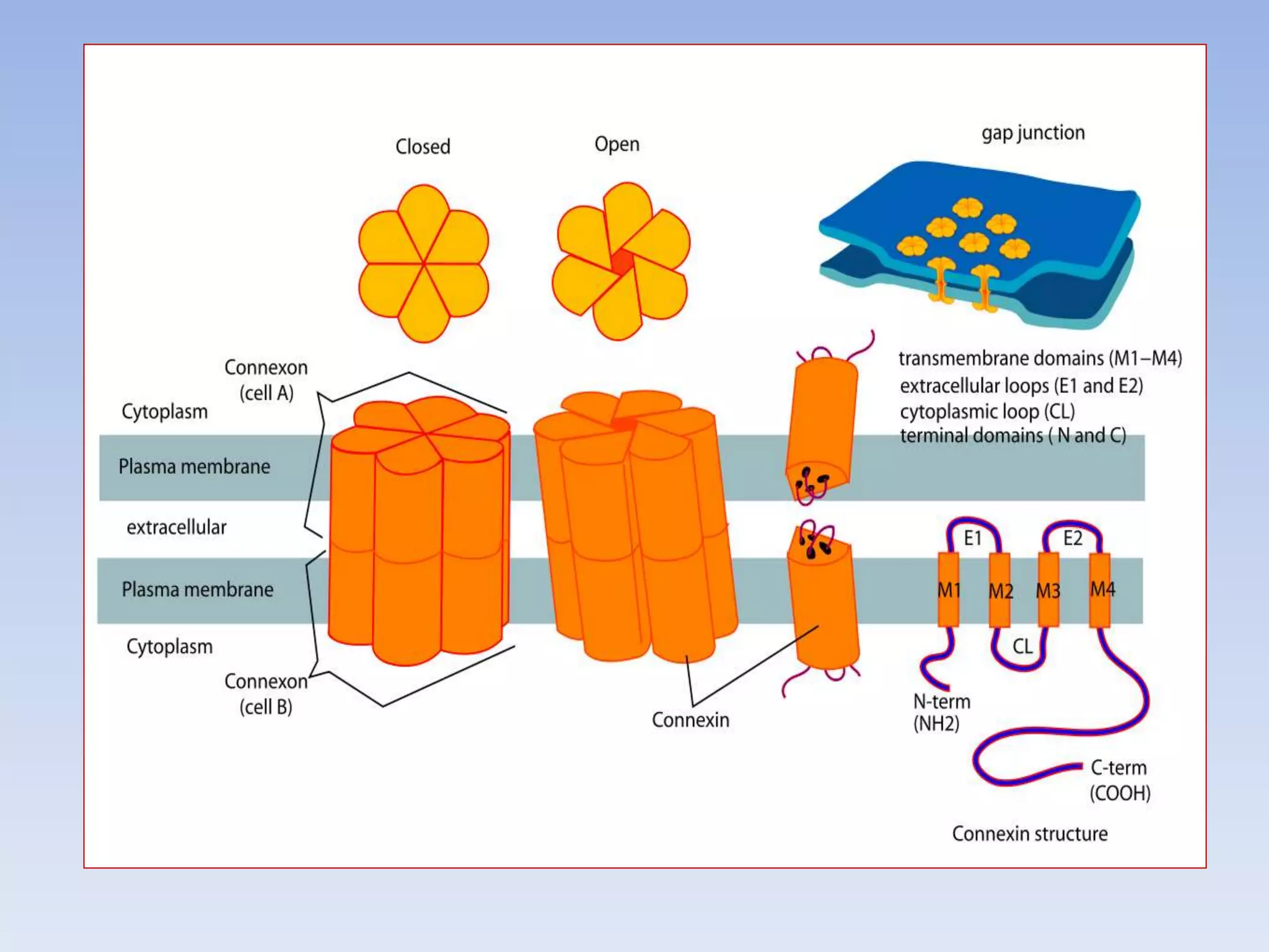 Cell cell interaction | PPTX