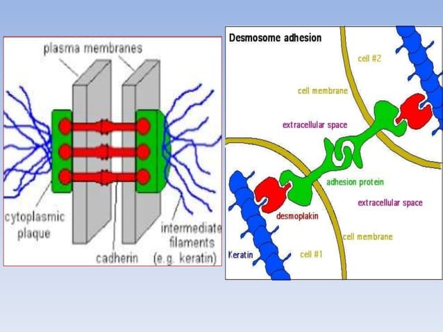 Cell cell interaction | PPTX | Biological Sciences | Science