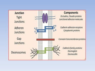 Cell cell interaction | PPTX