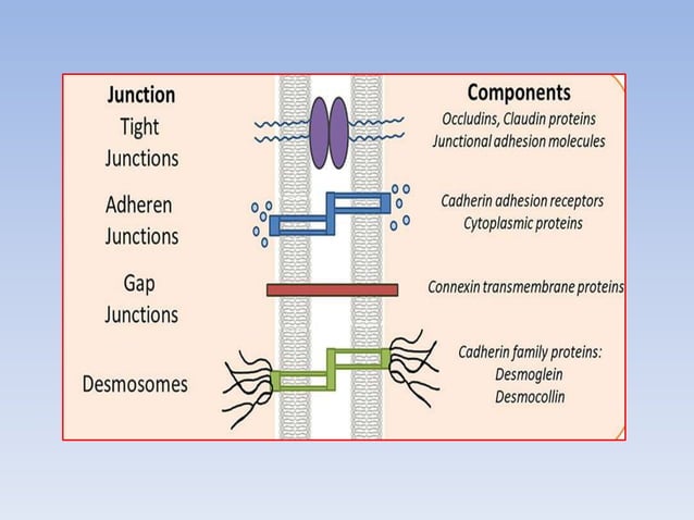 Cell cell interaction | PPTX | Biological Sciences | Science