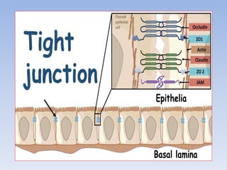 Cell cell interaction | PPTX