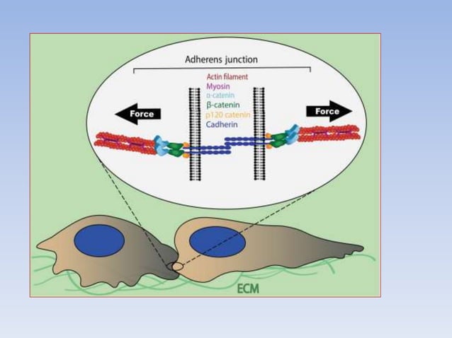 Cell cell interaction | PPTX | Biological Sciences | Science