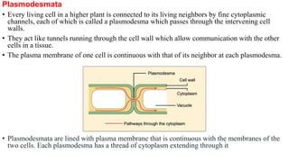 Cell cell interactions | PPTX