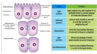 Cell cell interactions | PPTX