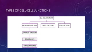 CELL-CELL JUNCTIONS: STRUCTURE AND REGULATION IN PHYSIOLOGY AND ...