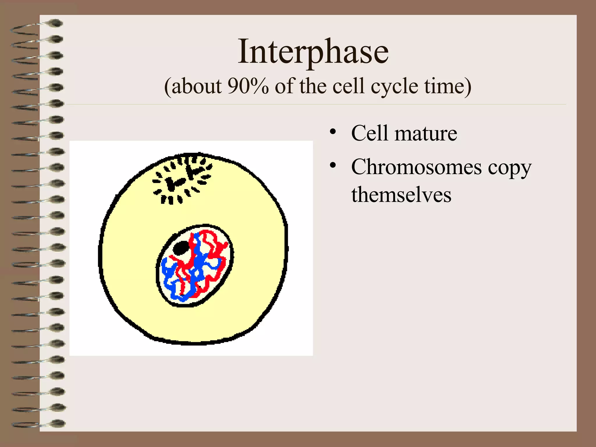 Cell Cycle | PPT