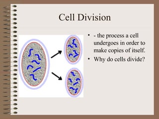 Cell Cycle | PPT