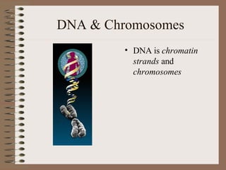 Cell Cycle | PPT