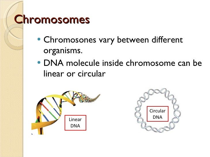 Cell Cycle