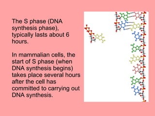 The Cell Cycle | PPT