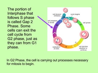 The Cell Cycle | PPT