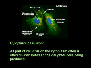 The Cell Cycle | PPT