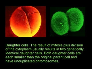 The Cell Cycle | PPT
