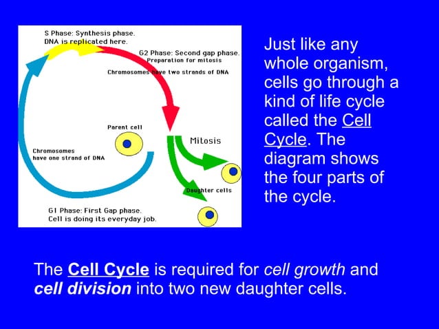The Cell Cycle | PPT