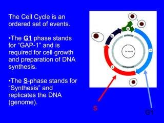 The Cell Cycle | PPT