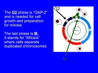 The Cell Cycle | PPT