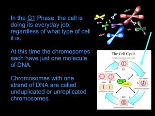 The Cell Cycle | PPT