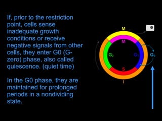 The Cell Cycle | PPT