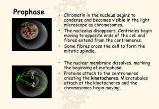 Cell Cycle | PPT | Biological Sciences | Science