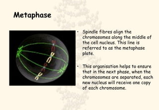 Cell Cycle | PPT