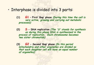 Cell Cycle | PPT | Biological Sciences | Science