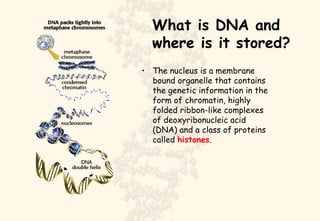 Cell Cycle | PPT | Biological Sciences | Science