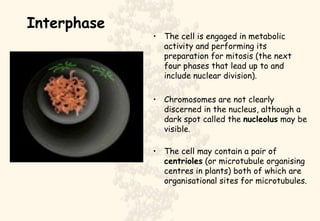 Cell Cycle | PPT | Biological Sciences | Science