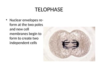 Cell Cycle, mitosis, meiosis, lecture.pptx