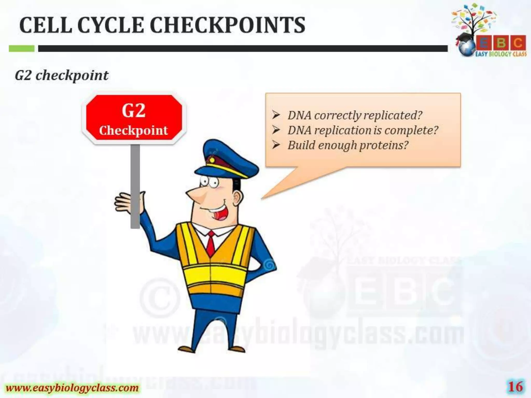 Cell-Cycle-Checkpoints-PPT-by-Easybiologyclass.pptx