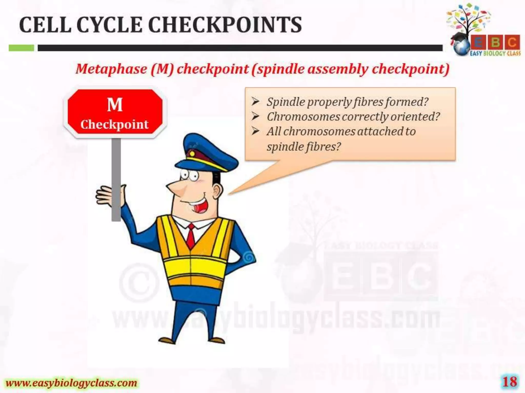 Cell-Cycle-Checkpoints-PPT-by-Easybiologyclass.pptx | Biological Sciences | Science