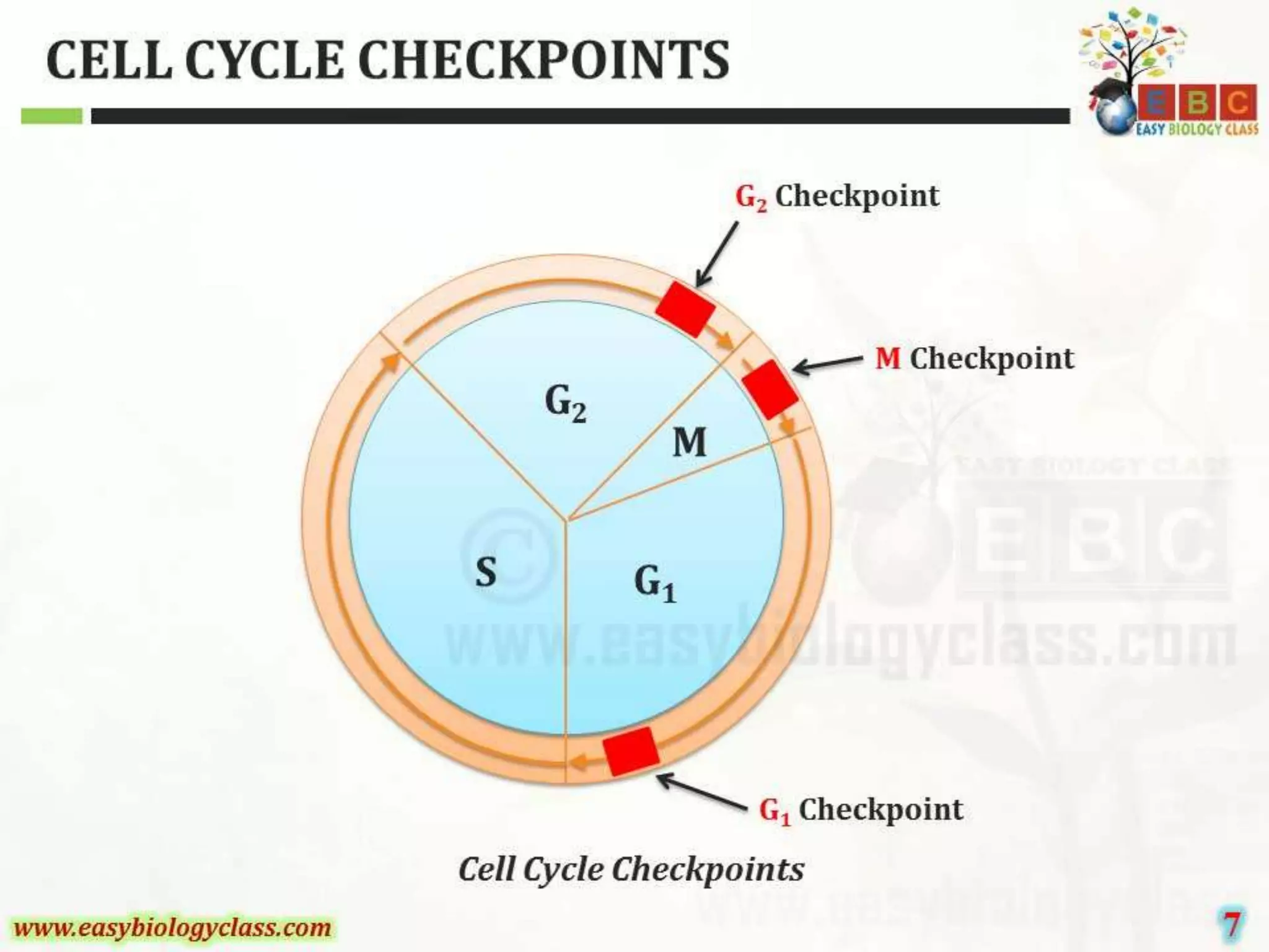 Cell-Cycle-Checkpoints-PPT-by-Easybiologyclass.pptx | Biological ...