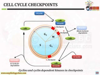 Cell-Cycle-Checkpoints-PPT-by-Easybiologyclass.pptx | Biological Sciences | Science