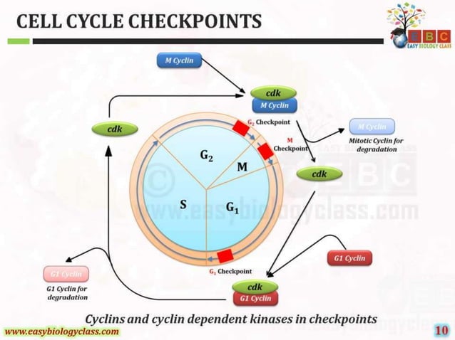 Cell-Cycle-Checkpoints-PPT-by-Easybiologyclass.pptx | Biological Sciences | Science