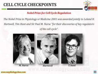 Cell-Cycle-Checkpoints-PPT-by-Easybiologyclass.pptx