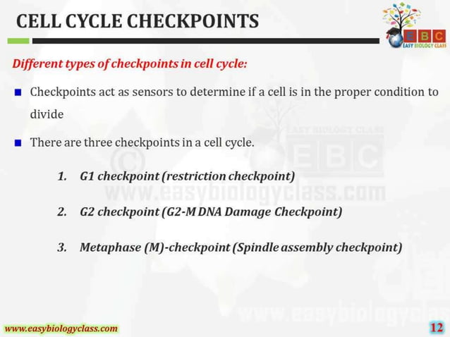 Cell-Cycle-Checkpoints-PPT-by-Easybiologyclass.pptx