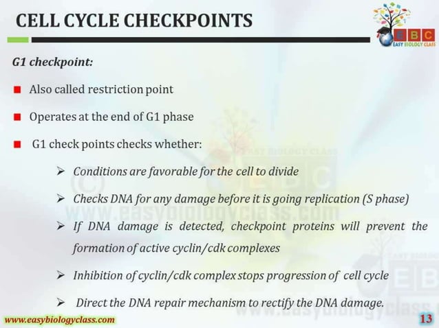 Cell-Cycle-Checkpoints-PPT-by-Easybiologyclass.pptx