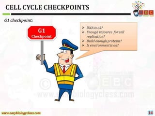 Cell-Cycle-Checkpoints-PPT-by-Easybiologyclass.pptx