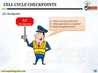 Cell-Cycle-Checkpoints-PPT-by-Easybiologyclass.pptx
