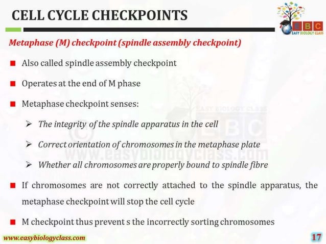 Cell-Cycle-Checkpoints-PPT-by-Easybiologyclass.pptx