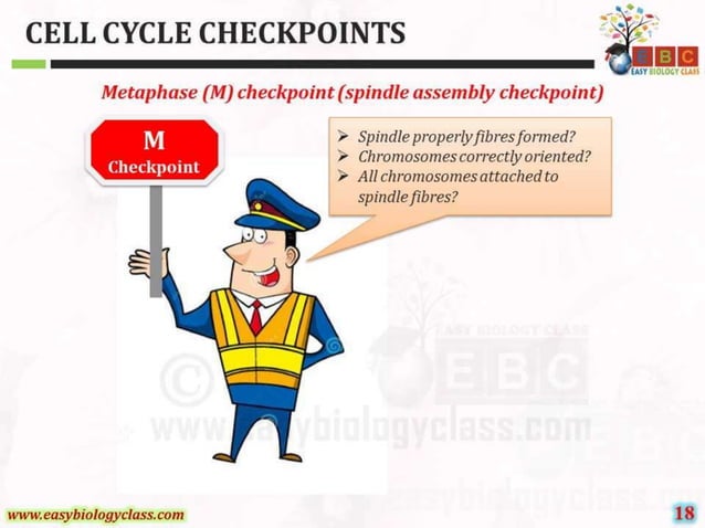 Cell-Cycle-Checkpoints-PPT-by-Easybiologyclass.pptx | Biological ...